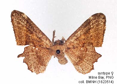 Papua Insects Foundation (Lepidoptera/Uraniidae/Epipleminae/Monobolodes ...